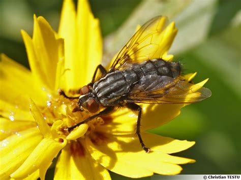Les Diptères Mouches Et Moustiques