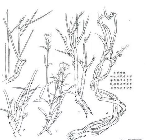 花卉写生白描经验 处理
