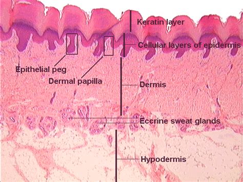 Skin Deep A Look At Our Skin Structure The Hair And Makeup Artist