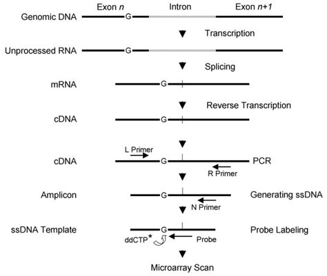 Schematic Illustration Of The High Throughput Gene Expression Profiling Download Scientific