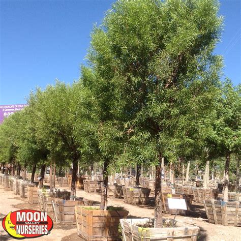 African Sumac Tree Pruning