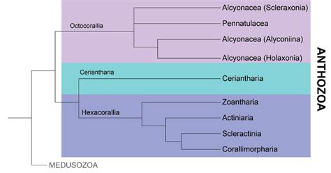 Class Anthozoa