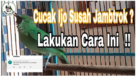Tips Agar Cucak Ijo Cepat Jamtrok YouTube