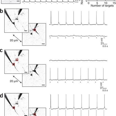 Two Photon 3d Stimulation Of Two Individual Neurons With Slms A