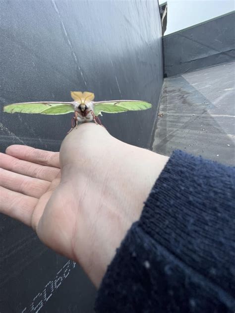 Luna Moth Rescue Mission Friendship Rentomology