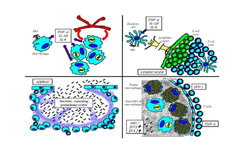 Regulation Of The Immune Response By Mycobacterium Tuberculosis Beijing