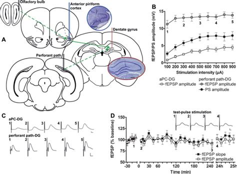 Orchestration Of Hippocampal Information Encoding By The Piriform Cortex Pmc