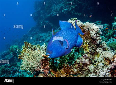 Blue Or Rippled Triggerfish Pseudobalistes Fuscus Red Sea Egypt