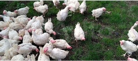 Куры несушки продам купить в Энгельсе Животные и зоотовары Авито