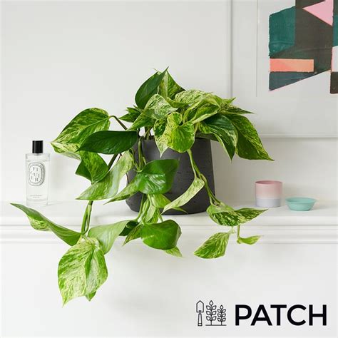 Patch Lizzie With Clay Black Pot Moonpig