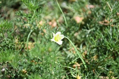 三江源国家公园植物系列六多裂骆驼蓬 中国科学院西北高原生物研究所