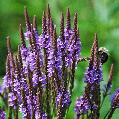 Verbena Hastata Blue Vervain Floyd Native Plants