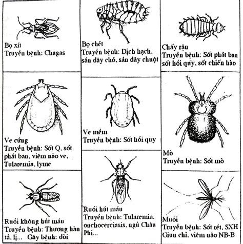 T M Hi U V C N Tr Ng G Y B Nh G Y H I C N Tr Ng Vi T Nam Vi T Nam