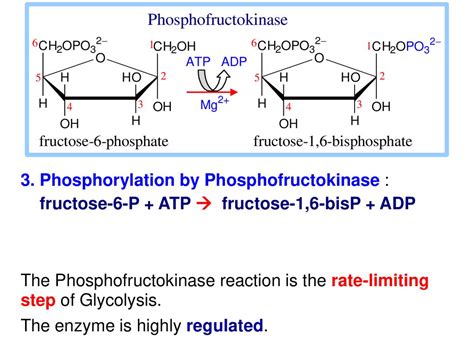 A Road Map For Cellular Respiration Ppt Download