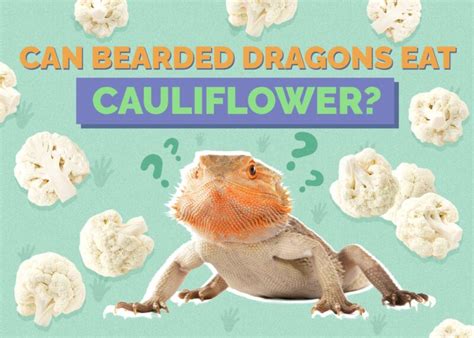 Can Bearded Dragons Eat Cauliflower Vet Approved Facts And Faq Hepper