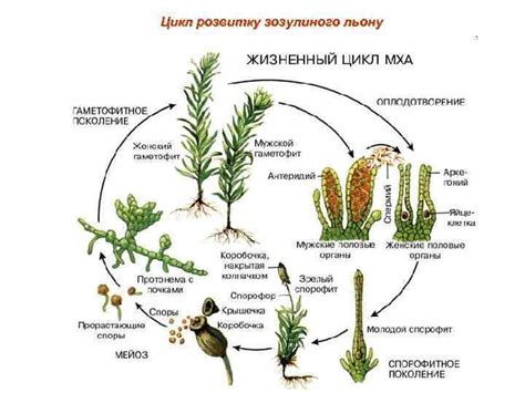 Тема 3 Відділ 1 Мохоподібні або Бріофіти Bryophyta