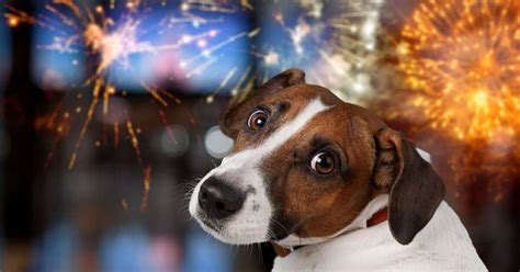 10 Dicas Para Proteger O Seu Cachorro Do Barulho Dos Fogos