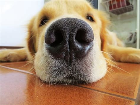 4 Enfermedades En El Hocico De Los Perros Comunes Pawzy