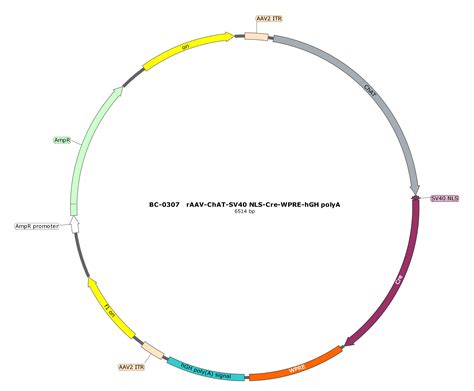 Bc 0307 Raav Chat Sv40 Nls Cre