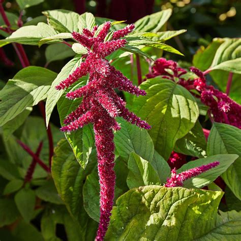 Amaranthus Spp Pha Tad Ke Botanical Garden