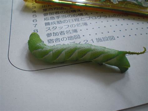 家庭菜園のトマトにスズメガらしき幼虫が 昆虫ブログ むし探検広場