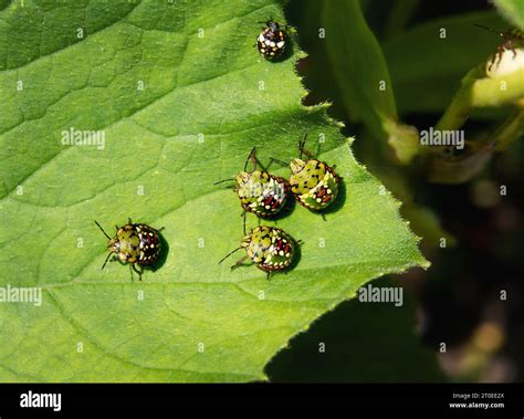 Southern Green Stink Bug Babies On Zucchini Leaf Group Of 4th And 3th