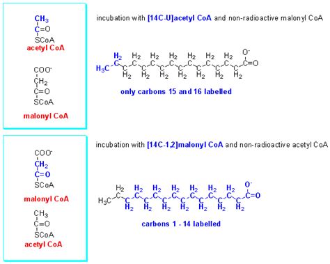 Malonyl Coa