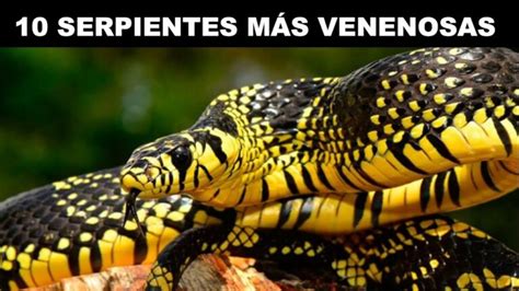 Las 10 serpientes más venenosas del mundo Beatriz Arroyo