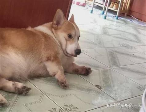 原来狗狗露出肚皮朝天，还有这些含义！ 知乎
