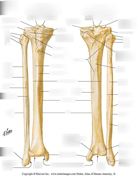 Diagram Of Bony Landmarks Tibia Fibia Quizlet