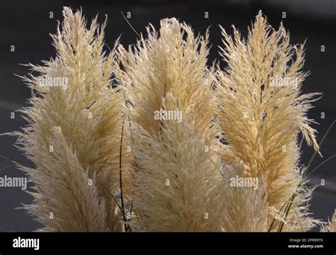 Cortaderia Selloana Commonly Known As Pampas Grass Is A Flowering