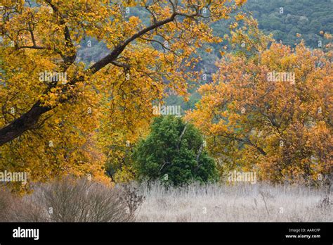 Sycamore Trees Platanus Occidentalis Turn Yellow During Autumn In