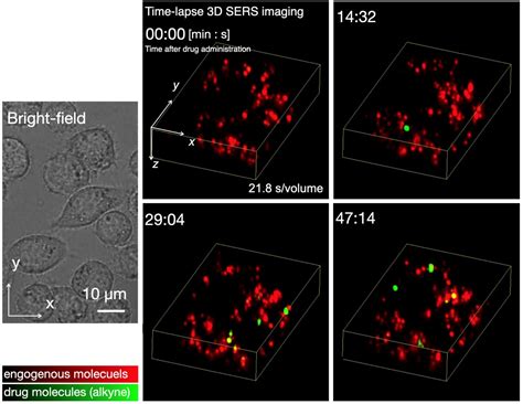 Gold Nanoparticles Turn The Spotlight On Drug Candidates In Cells Science Codex