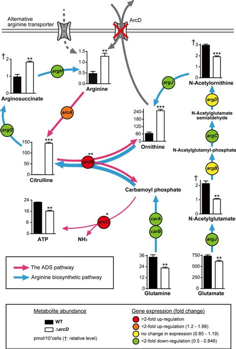 Perturbed Ornithine Cycle In Arcd A Schematic Illustration Of The