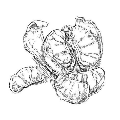 澳洲甘简笔画 简笔画图片大全 普车都