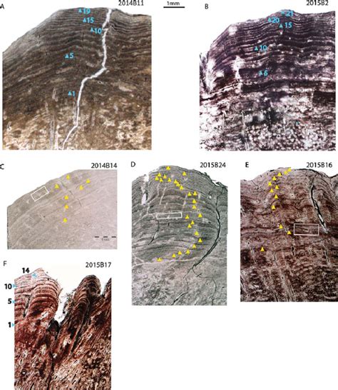 Region Microstructure Of Six Tympanic Bone Slices Under Brightfield