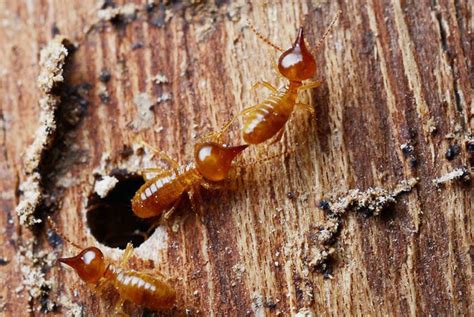Can Termites Spread From One House To Another At Michael Gates Blog