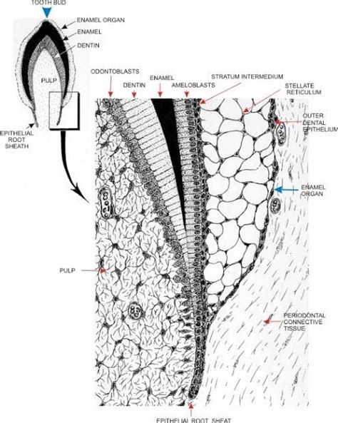 Animal Body Layers Diagram