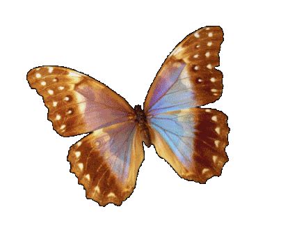 Animated Flying Butterfly 