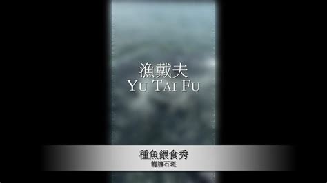 漁戴夫Yu Tai Fu龍膽石斑種魚餵食 YouTube