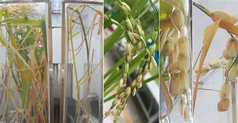 Вирощені в космосі рослини успішно повернулися на Землю і пройшли перший аналіз Rm