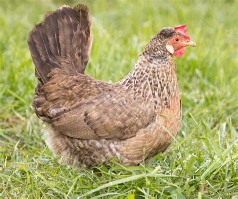 Legbar Chicken Cream Legbar Breed Information Poultry Care Sunday