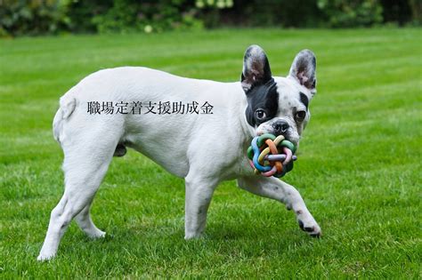 人材確保等支援助成金（健康づくり制度を中心に）のまとめ うみそら行政書士社労士事務所