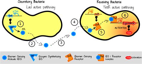 Quorum Sensing Quorum Quenching