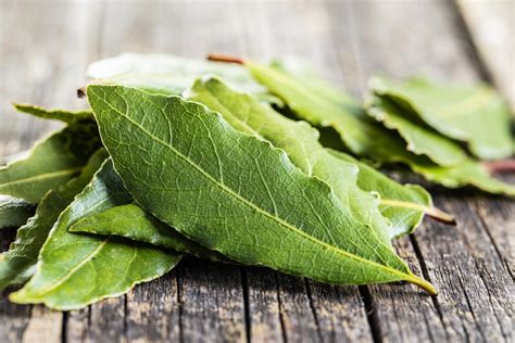 Pourquoi Faut Il Glisser Une Feuille De Laurier Sous Son Oreiller