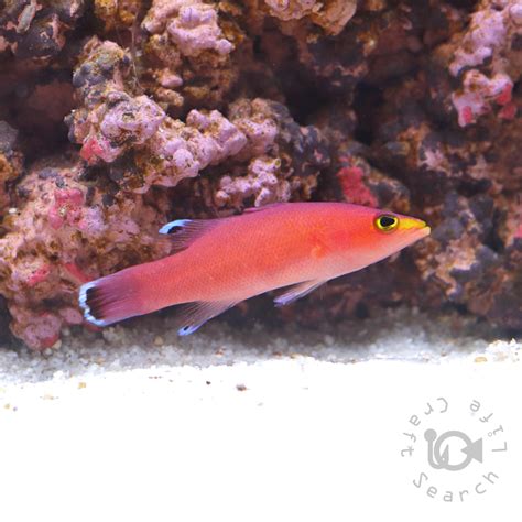 ケーブバスレット 海水魚・小型水槽・人工ライブロック通販｜サーチライフクラフト