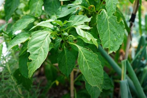 Spots On Pepper Leaves How To Diagnose And Treat Pepper Geek