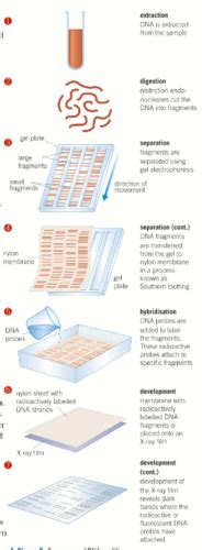 Chapter 21 Manipulating Genomes Flashcards Quizlet