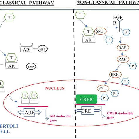 Classical Pathway Left And Nonclassical Pathway Right Of