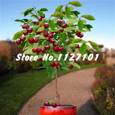 Sylvia Upright Cherry Seeds Selffertile Dwarf Fruit Bestseedsonline